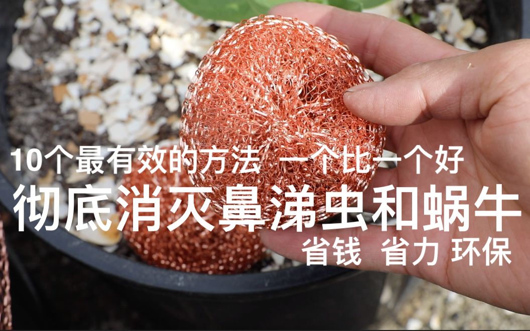 彻底消灭鼻涕虫和蜗牛 最有效的10种方法 一个比一个好 省钱 省力 ...