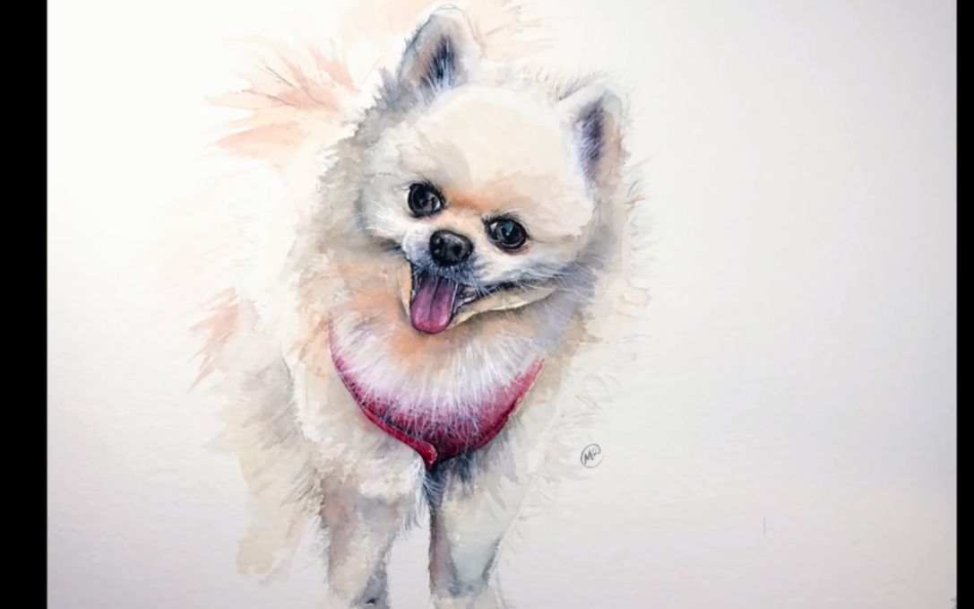 【水彩动物教程】水彩画一只萌萌的博美犬