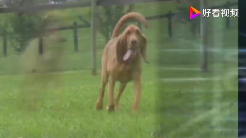 狗的鼻子灵巧无比,背后隐藏着怎样令人惊讶的秘密?