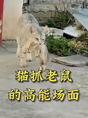 猫抓老鼠的高能场面,可爱的猫咪一看到老鼠瞬间血脉觉醒