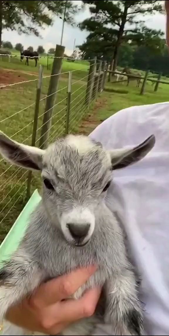 听过最可爱的羊叫