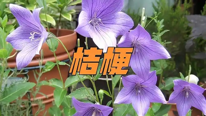 每天认识一种植物--桔梗
