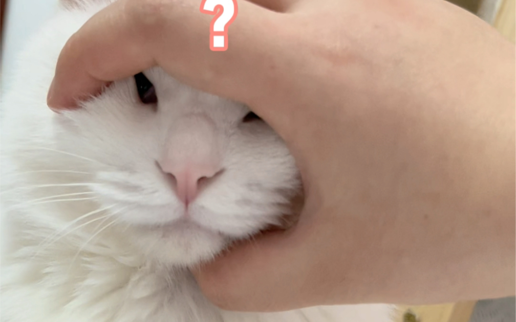 猫咪信任度测试!快试试你家猫!