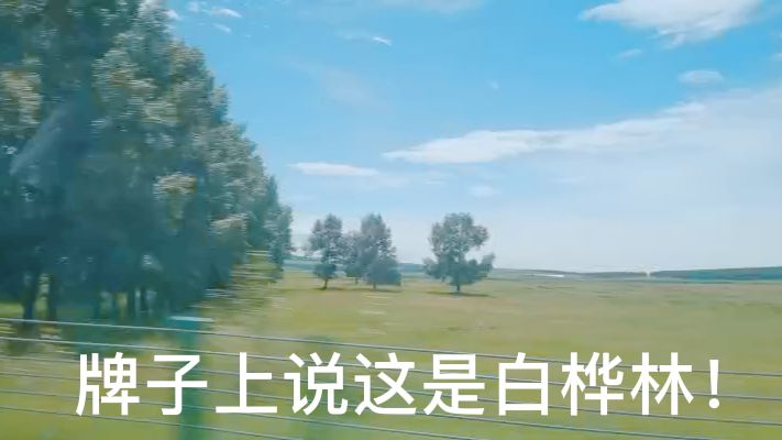 白桦林是在这个地方吗?