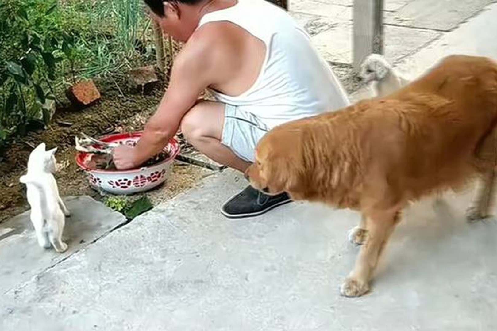 狗和鸡打完架后,主人把鸡宰了,下一秒狗狗的反应逗笑全家人!