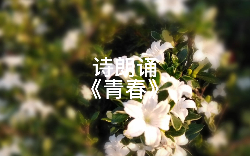 【诗朗诵】央视董卿朗读者《青春》 我也来试一试