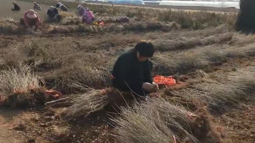 水腊,耐寒、耐旱、耐盐碱、耐贫瘠,对土壤适应性强,常用于绿篱栽植,...