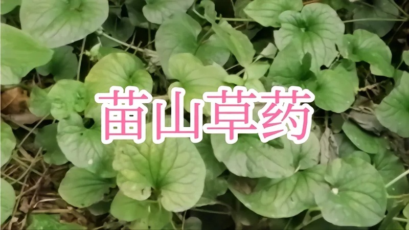 苗山民间常用的草药,我们这里还没有知道正式的名字,你认识吗