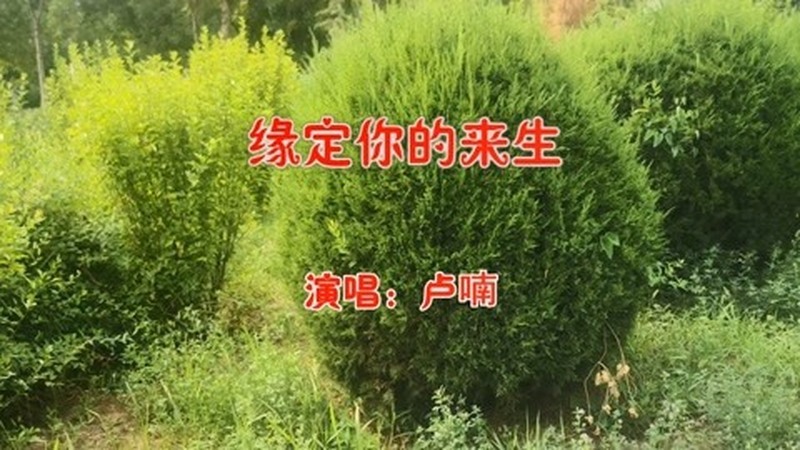 卢喃一首情歌《缘定你的来生》句句深情,送给今生最爱的你!
