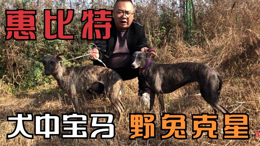 纯种惠比特犬,速度快爆发力强天生野兔克星,这两条虎皮都是精品