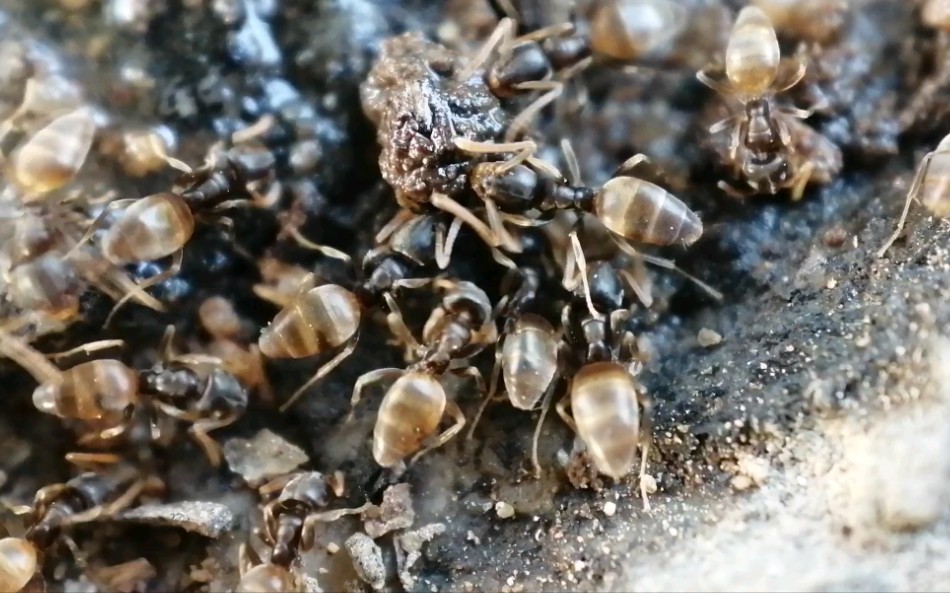 黑头酸臭蚁(Tapinoma melanocephalum)