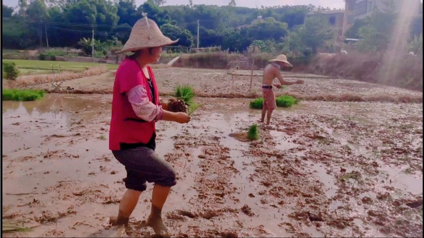 惠州乡村种第二季稻谷抛秧,乡里乡亲互相帮忙,很快抛完几亩地。