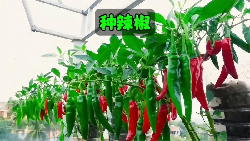 耗时105天,记录在家种辣椒的全过程!
