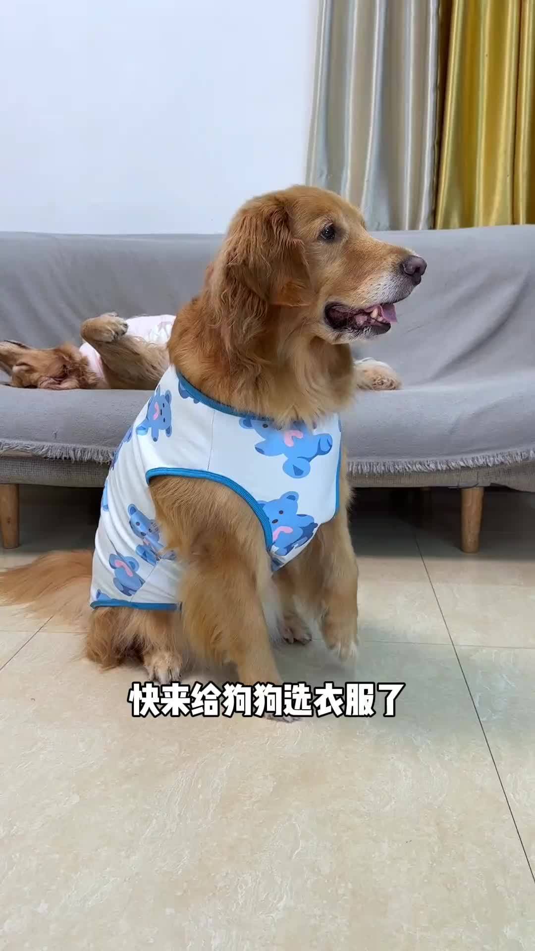 入冬天气转冷了,狗狗衣服也上新了,快来给它挑一件吧