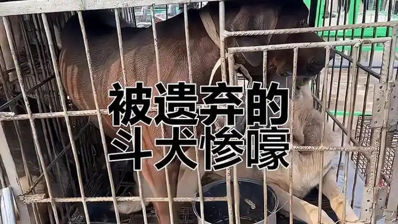 斗狗被抛弃,惨叫让人心碎
