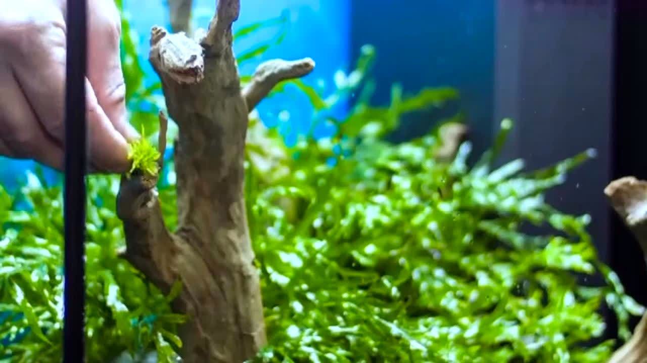3种鱼缸造景,布置漂亮鱼缸不再难