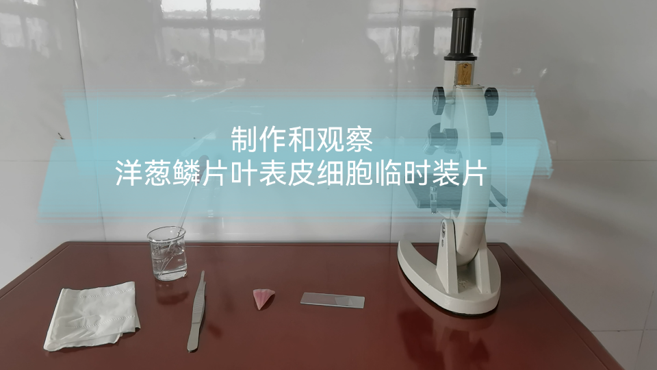 初中生物实验—制作和观察洋葱鳞片叶表皮细胞临时装片