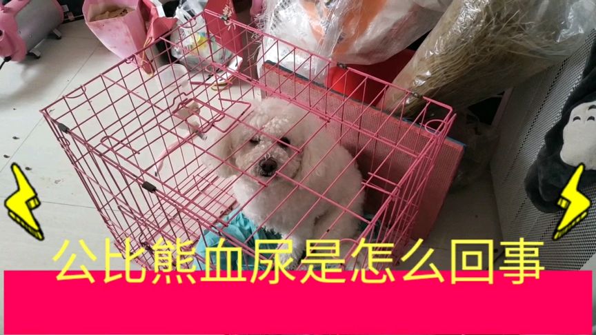 成年公比熊尿血尿就都是尿路感染引起吗?诊断比治疗更重要