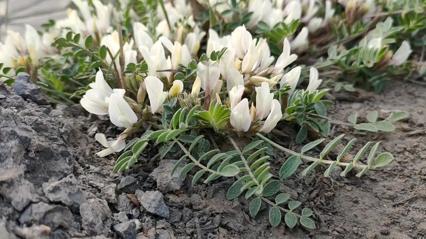 这种花叫什么名字呢?有药用价值吗?