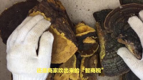 桑黄是抗癌神药还是智商税?揭秘三大使用误区和正确功效