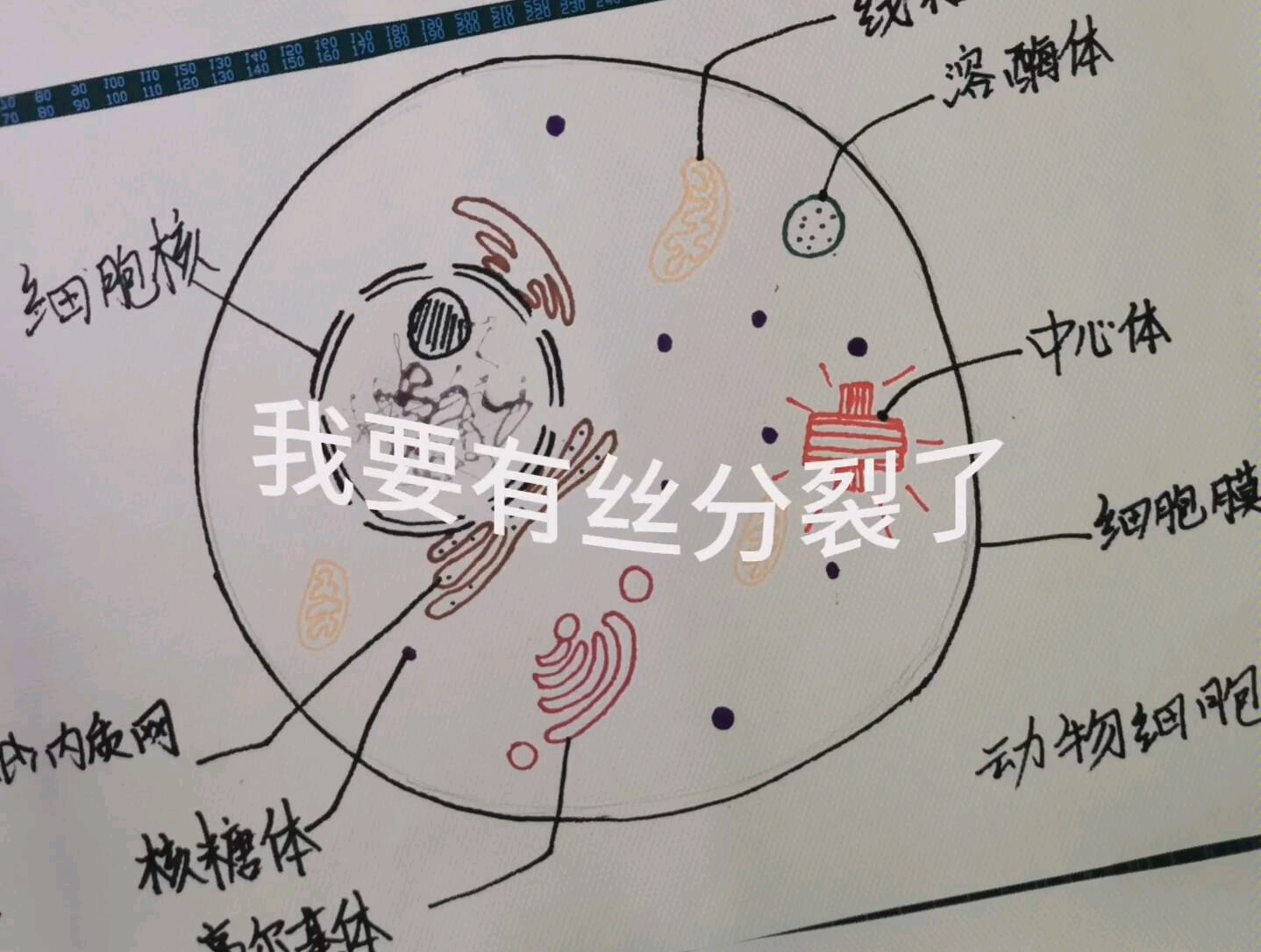 【有丝分裂】假定格动画