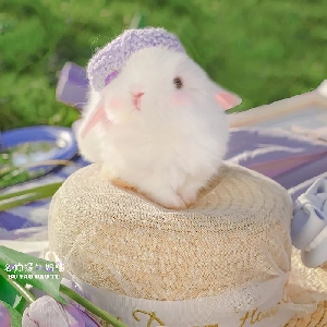 种花家的一个悦 