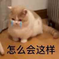 猫十二分类 
