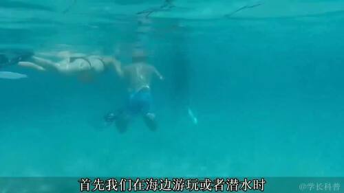 遇到箱形水母该如何自救