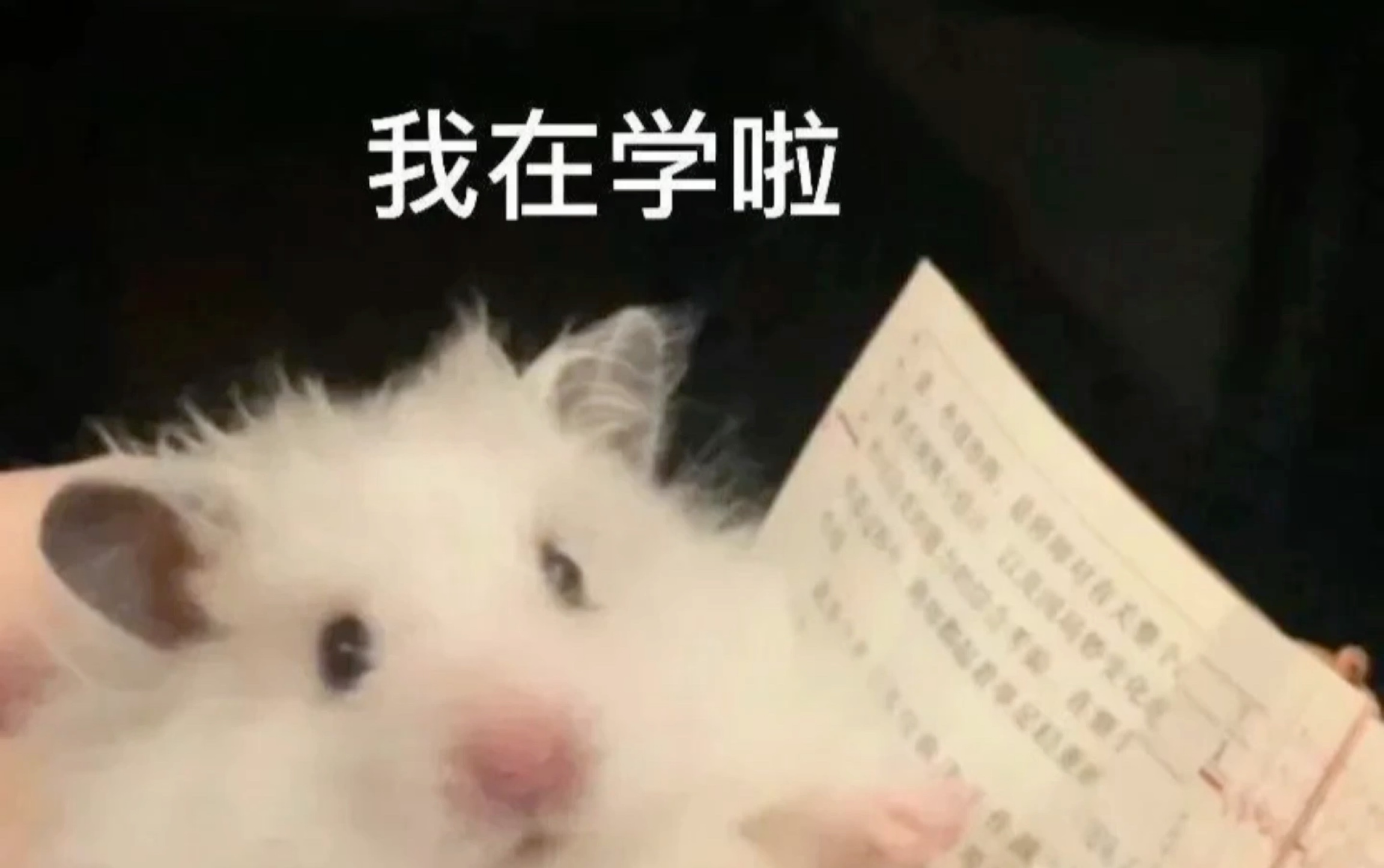 打卡 四上母鸡试讲