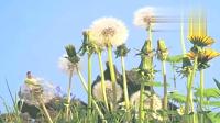 实拍: 蒲公英从花苞到种子飘落的全过程