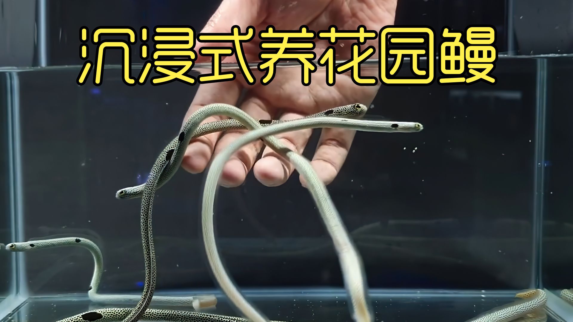 沉浸式养花园鳗,把水族馆看到的奇怪生物养在家里,超有趣超好玩