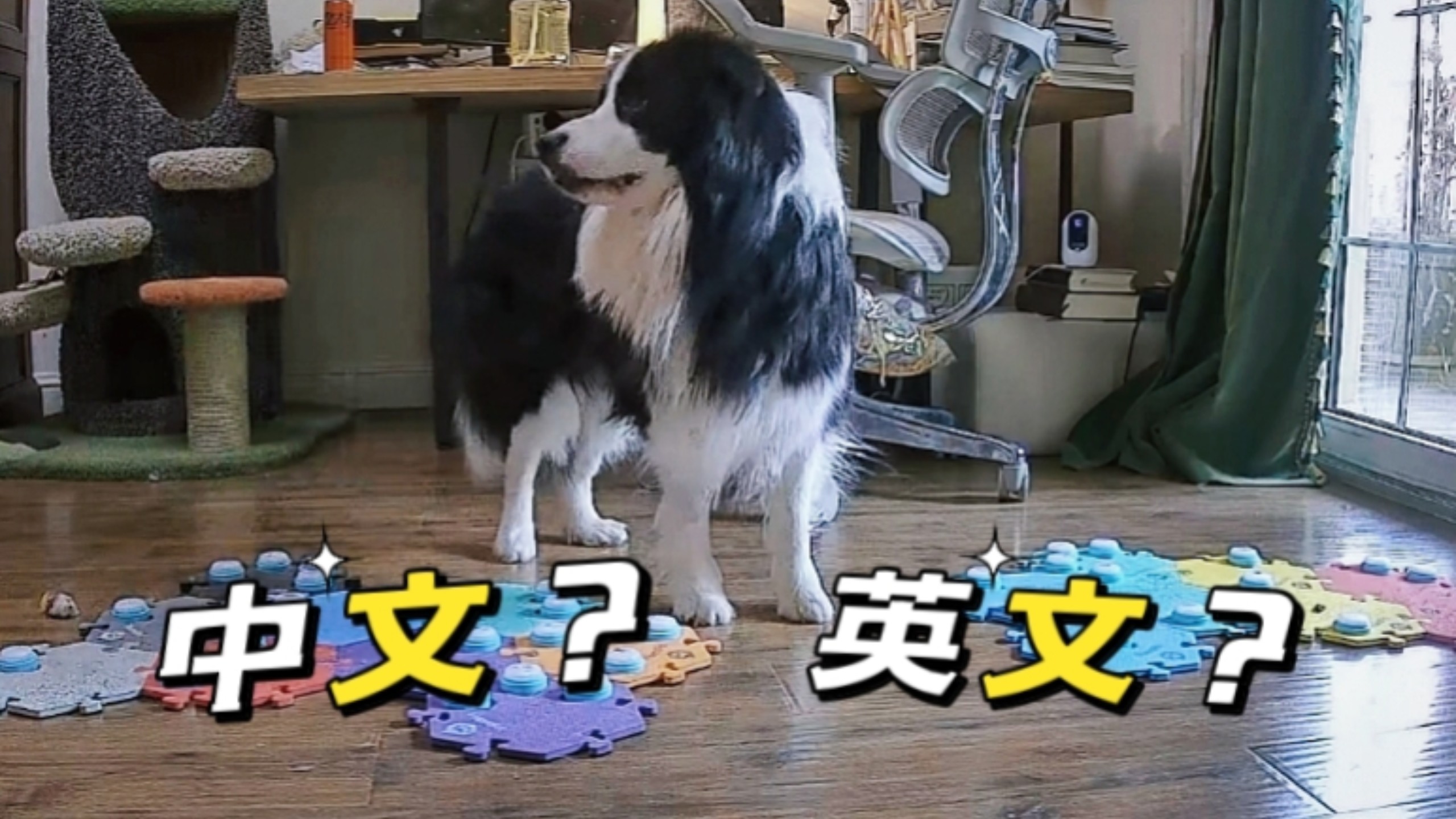 小狗小狗,你为什么中文英文一起讲呀?