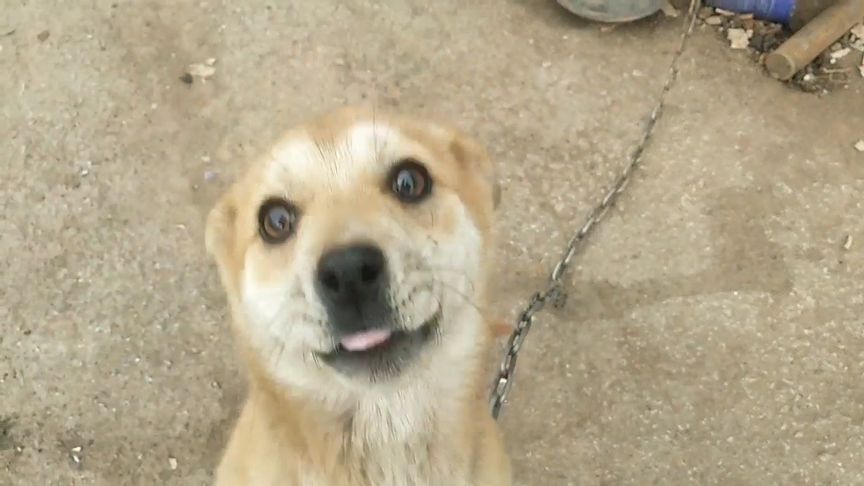 两只无聊的小狗狗,喜欢跳舞,见人来就表演它们的舞姿,萌萌哒