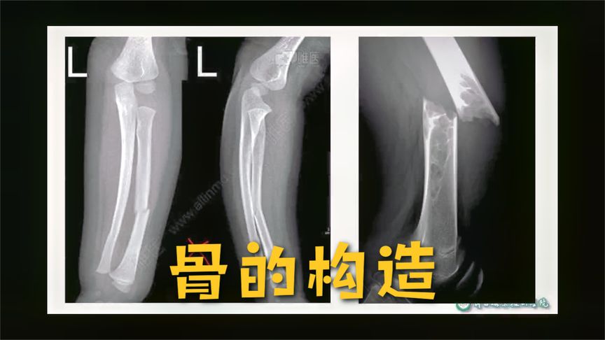 从零开始学解剖-运动系统-骨的构成有哪些?