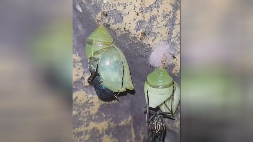 破茧成蝶全过程,很壮观