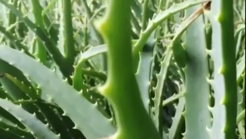 木立芦荟:木立芦荟汁液味苦,昆虫不爱取食,虫害较轻!