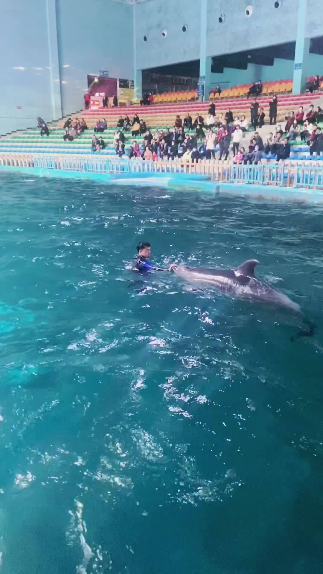 海豚的精彩表演,震撼全场!