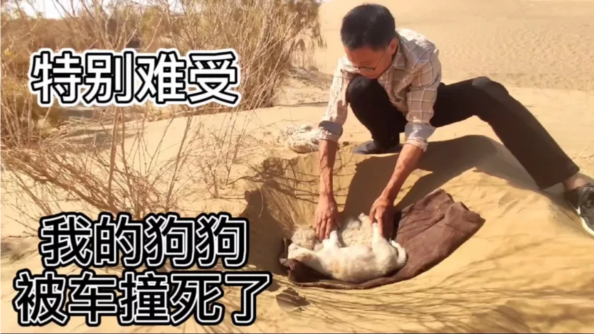 特别的难受,我的狗狗被车撞死了