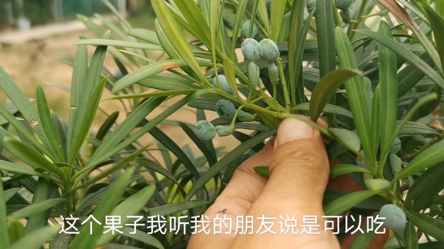 罗汉松盆景也分雌雄,结的果子就像小和尚,怪不得会叫它罗汉松。