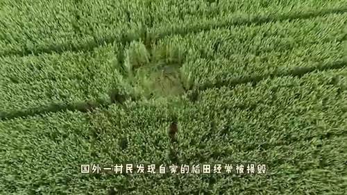 村民收割水稻时发掘异样,一网子抄下去,"真凶"浮出水面!