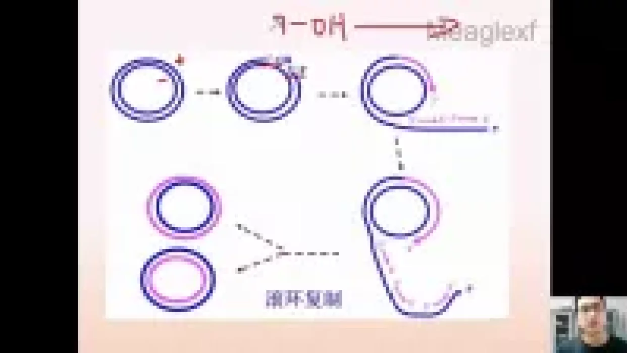 环状DNA的复制