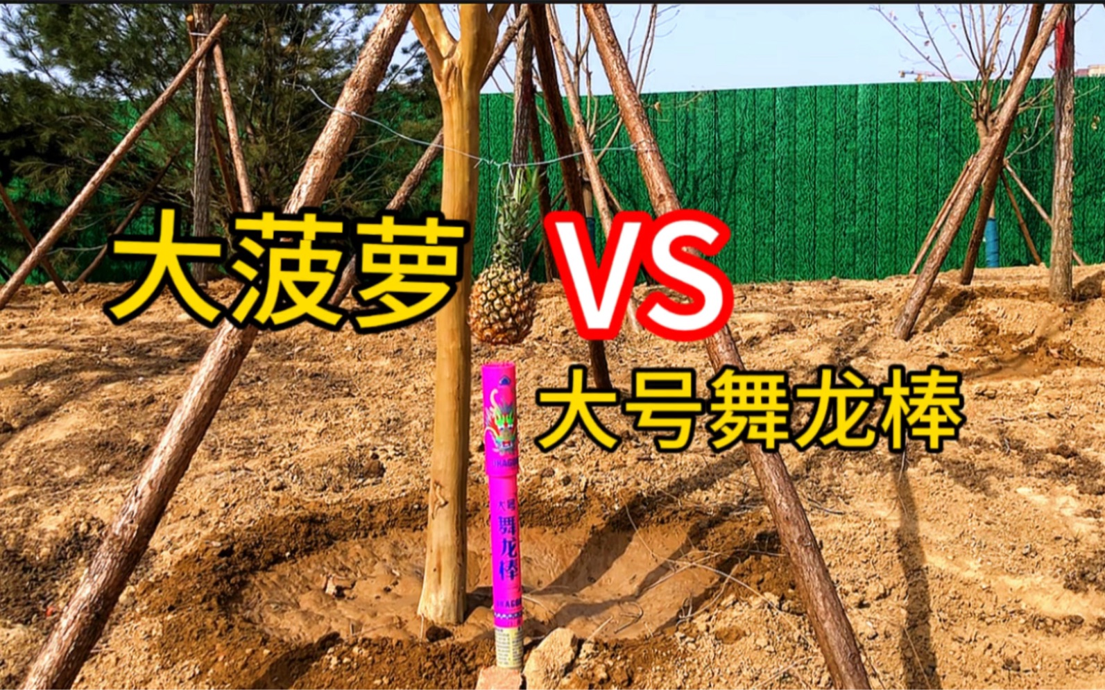 用大号舞龙棒烟花能把大菠萝烧成灰烬吗?帅小伙实测