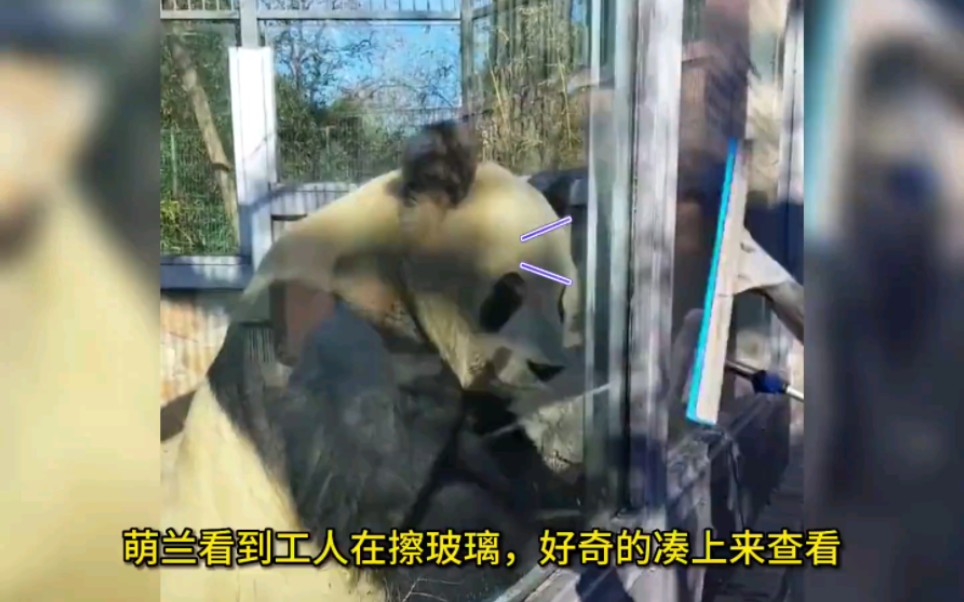 (熊猫萌兰)没见过擦玻璃么么儿,一直盯着叔叔们擦玻璃,太可爱了～