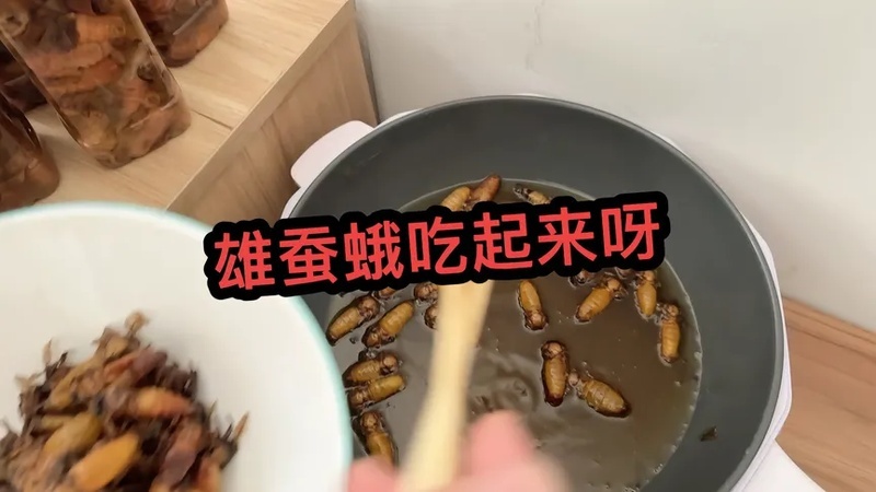 这些虫子都应该吃起来 昆虫美食 茧蛹 蚕蛹营养价值 雄蚕蛾