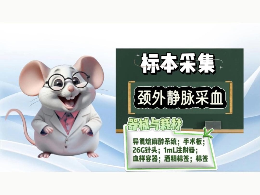 25标本采集_颈外静脉直视采血