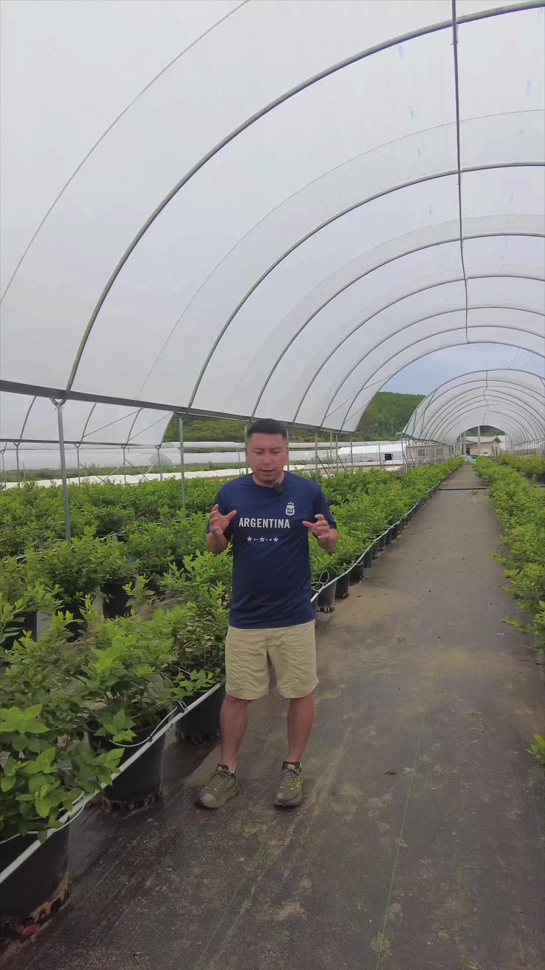 蓝莓种植红利期还有多久?#蓝莓价格跳水#蓝莓自由#蓝莓种植红利期#...