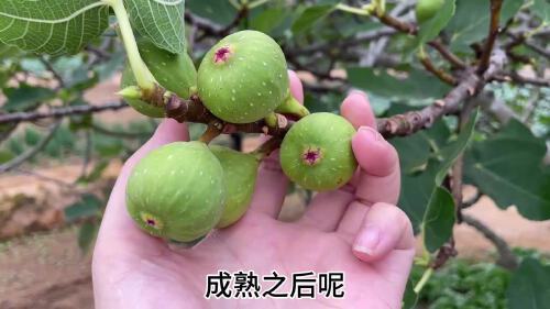 无花果它到底有哪些好处你知道吗?农村都会这种,它用途非常强大