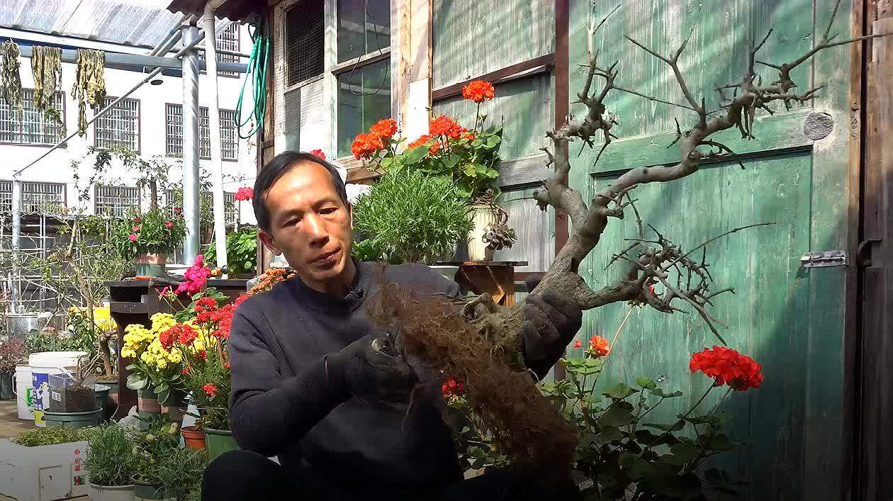 这盆对节白蜡盆景栽种了17年,已经成型,换盆后铺上青苔