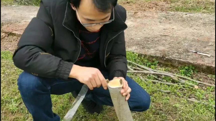 #果树嫁接 #田园生活 嫁接梨树,明年就能开花ߌ�结果啦