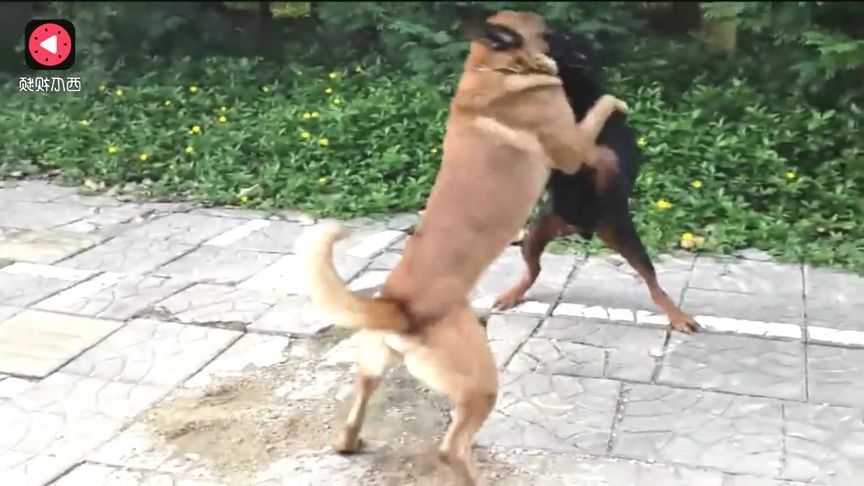 斗狗:打斗型马犬vs加纳利